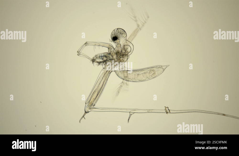 zooplankton under a microscope, prickly water flea Cercopagis pengoi ...