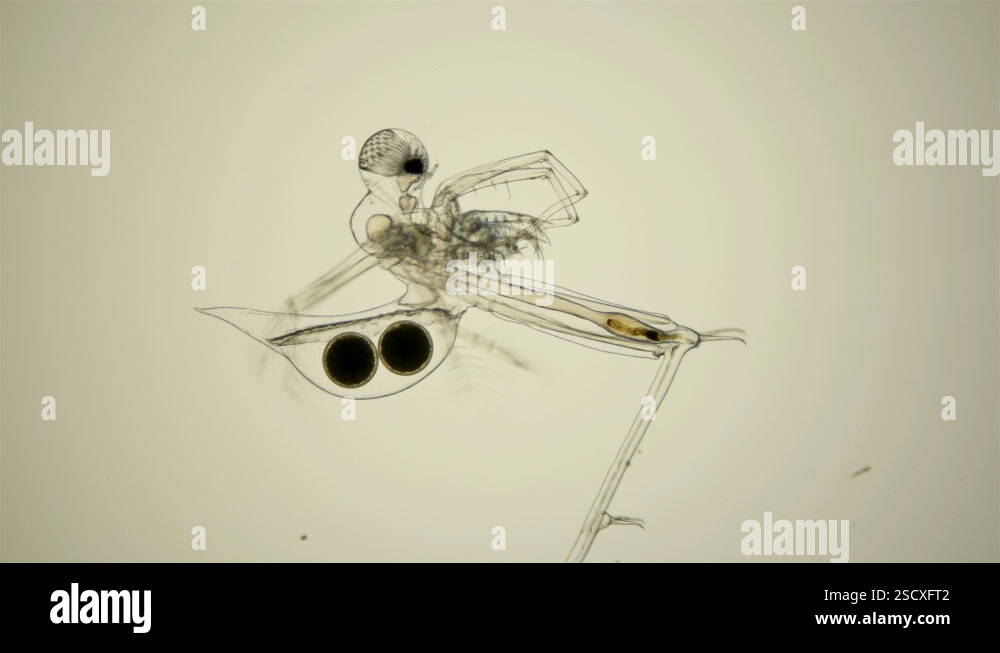 zooplankton under a microscope, prickly water flea Cercopagis pengoi ...