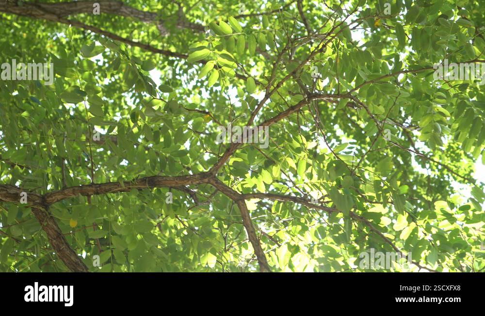 A ray of sunshine makes its way through the green foliage of the trees ...
