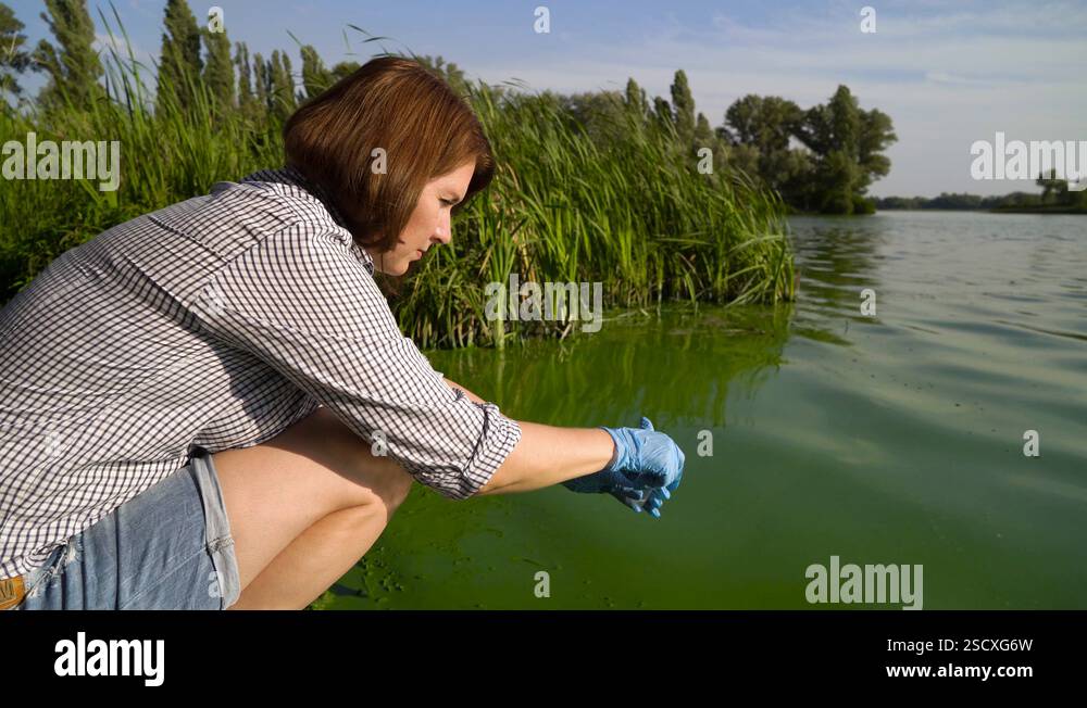 side view of woman ecologist taking samples of green algae in tube on ...