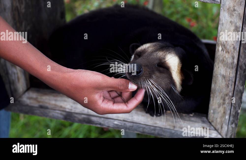 Unidentified man strokes asian palm civet, animal who produces coffee ...