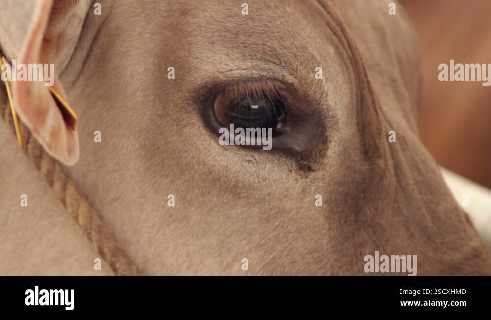 close up of cow's eye Stock Video Footage - Alamy