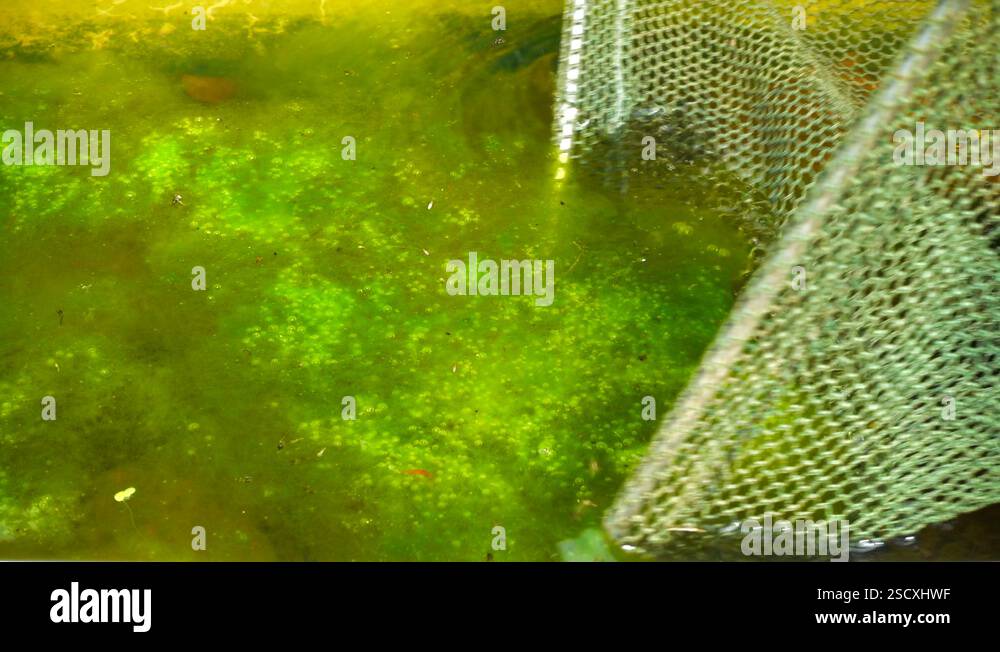 Algae pond garden Stock Videos & Footage - HD and 4K Video Clips - Alamy