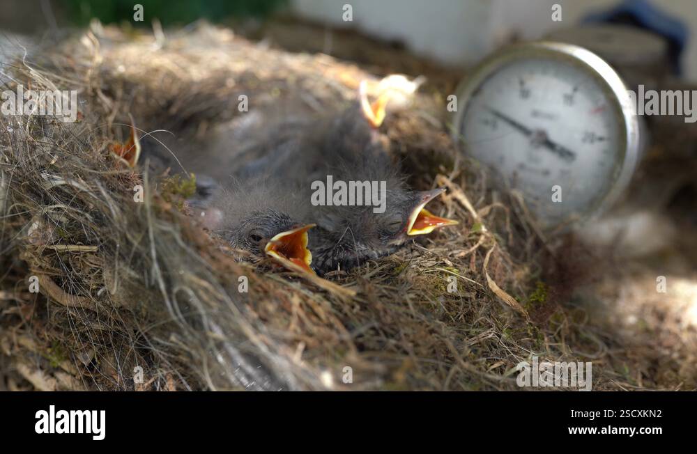 Amazing newborn bird creatures waiting for food in the nest in sunlight ...