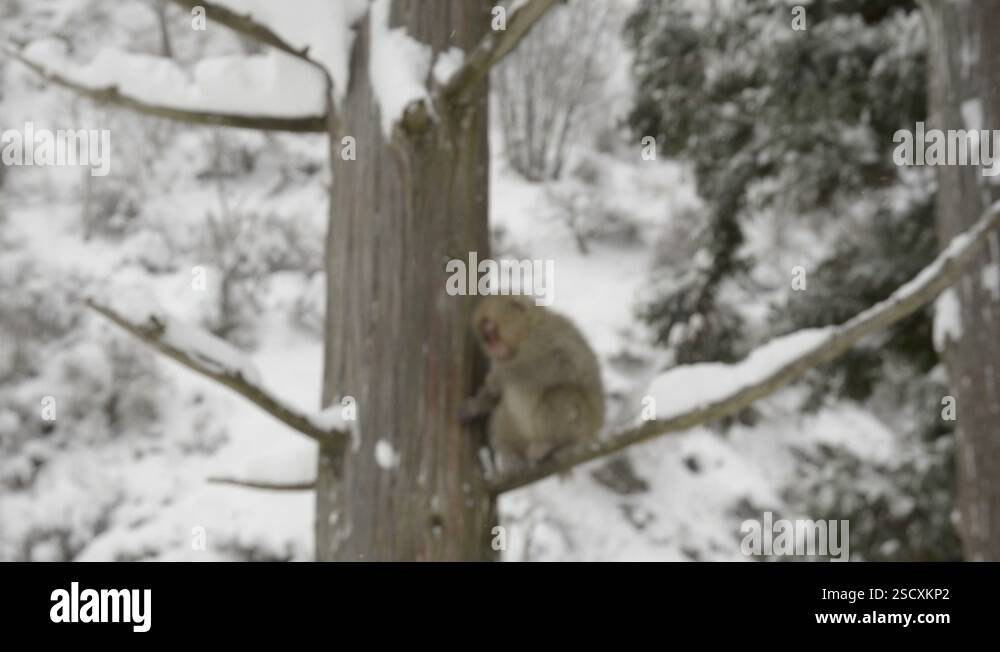 Snow monkey climbing a tree to go to sleep, Jigokudani, Nagano, Japan ...