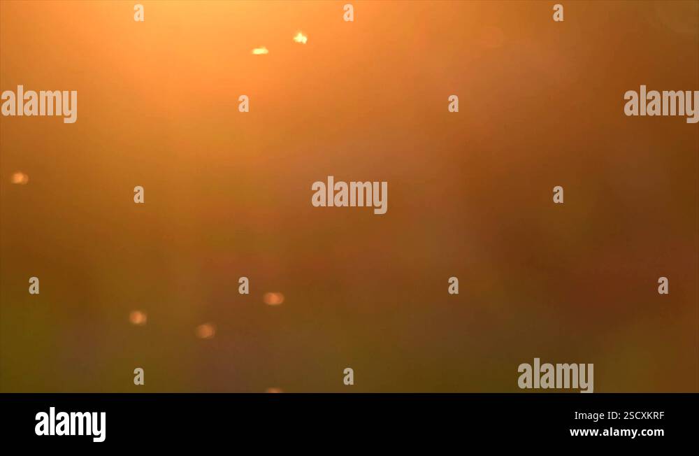 Nature backdrop with sun flares and tiny flies in the air in back light ...
