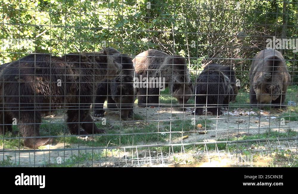 Group of Starved Old Bears Feeding in Captivity in an Animal Shelter ...