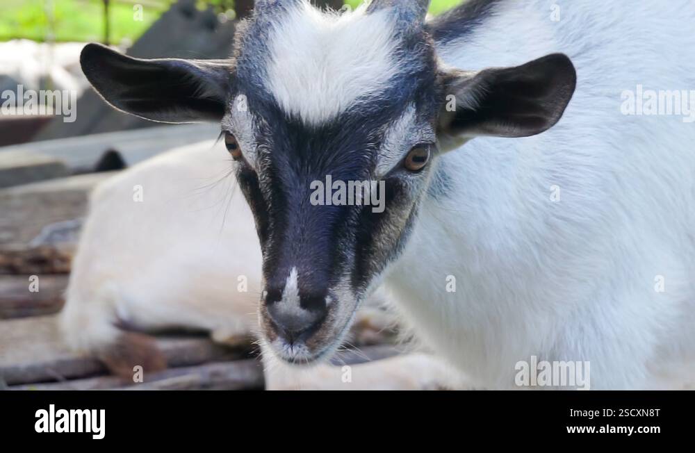 goat in the barnyard Stock Video Footage - Alamy