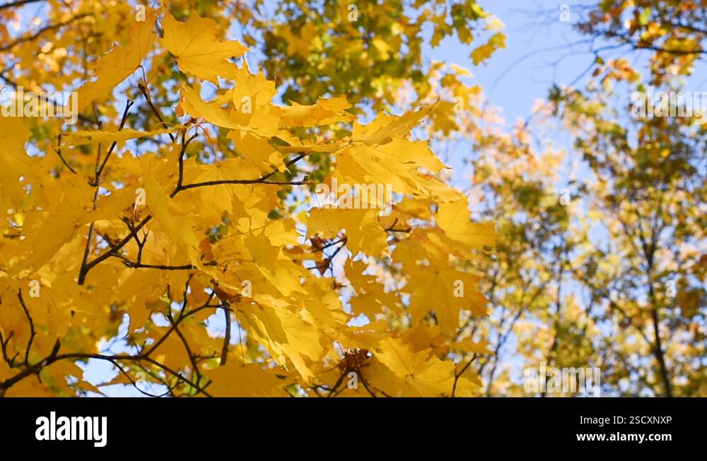 autumn maple leaves on a tree branch close-up fly in the wind against ...