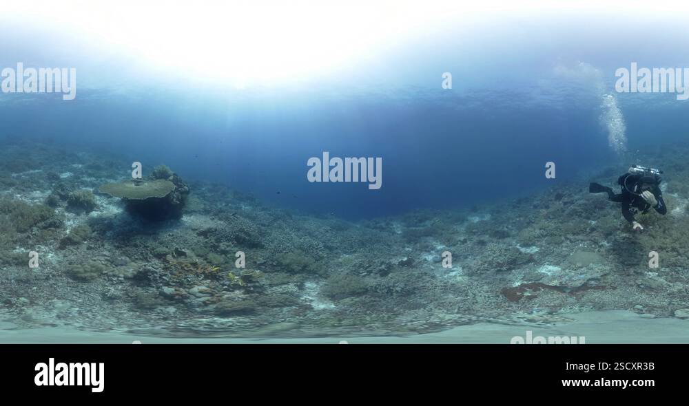 360 vr diver swims on a coral reef 8k Stock Video Footage - Alamy