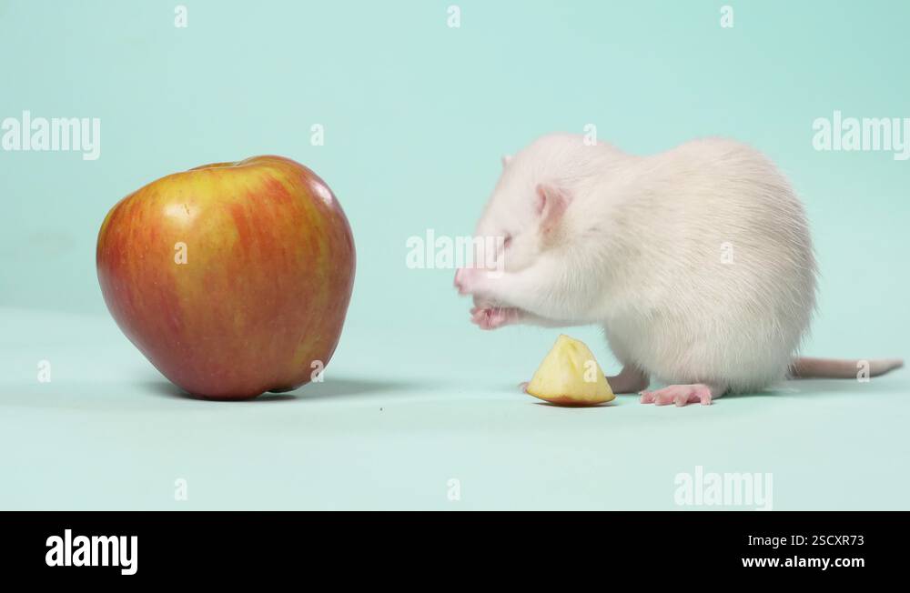 white manual little rat washes sitting in front of an apple on a blue ...