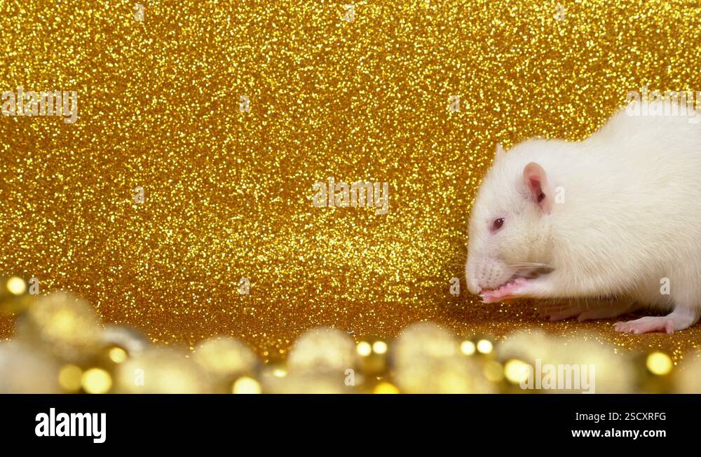 white rat on a gold background. close-up. Symbol of 2020. Copy space ...
