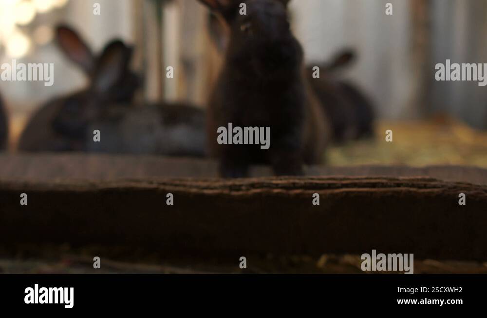 Black rabbits close-up in the barn. Breeding rabbits in captivity ...