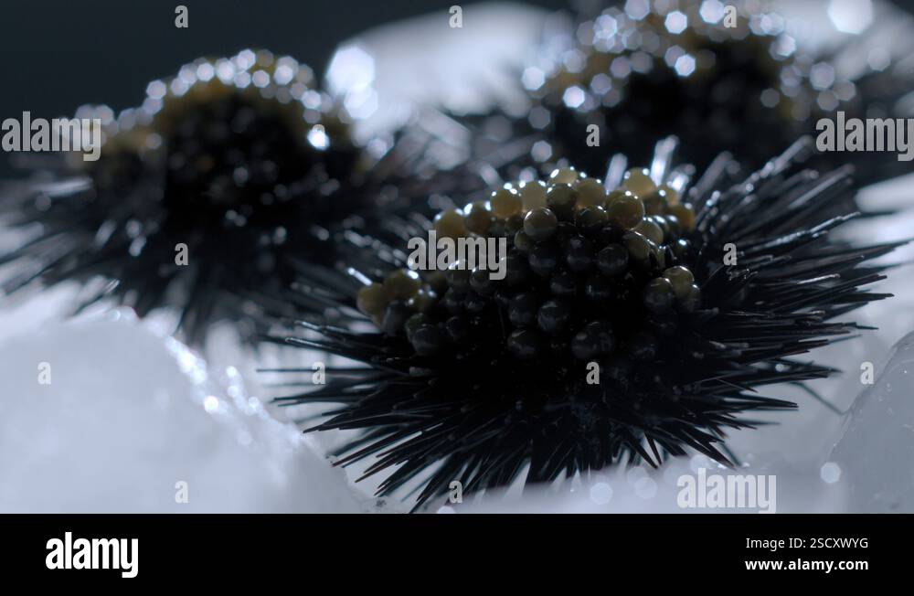 Sea urchin with Black Caviar on ice Expensive delicacy on white ...