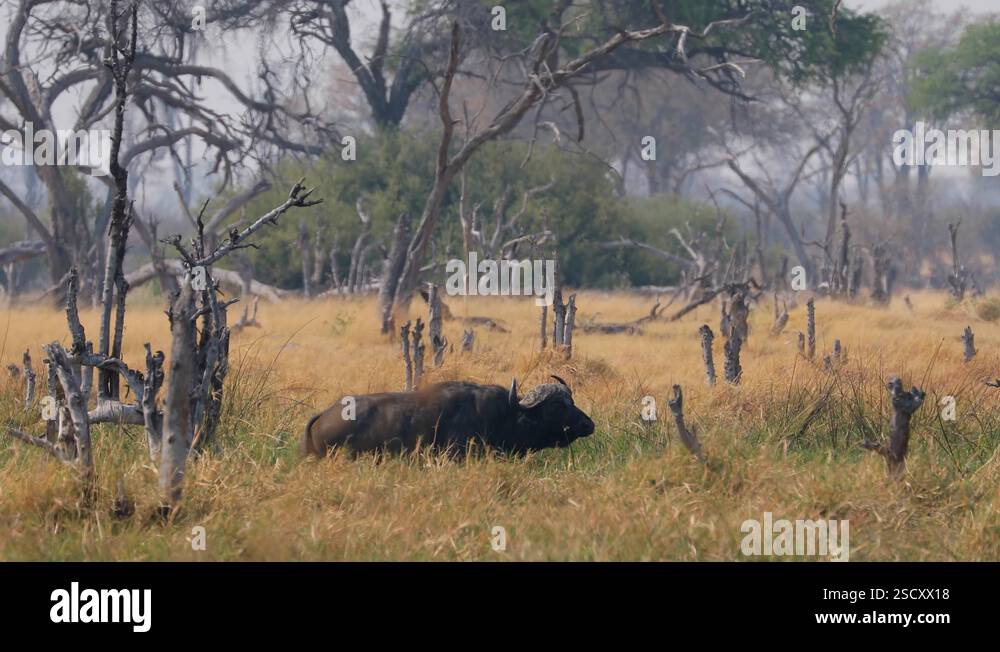 African Cape Buffalo walking through water of flood plain in Botswana ...