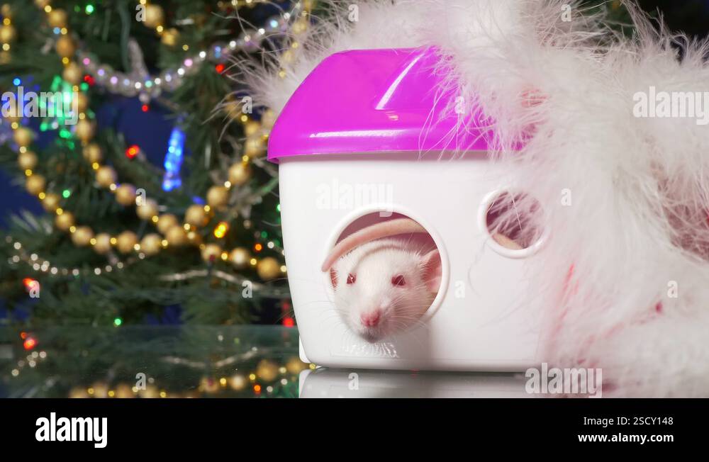 white rat, Symbol of the New Year 2020. metal rat and her house on the ...