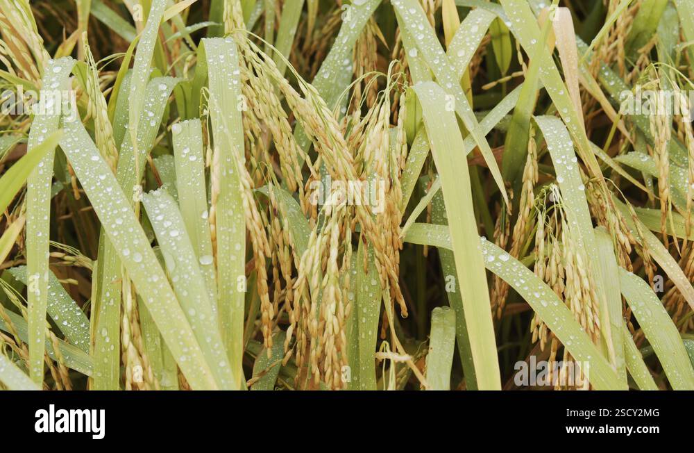 Asian woman's hand Touching the yellow rice plant Stock Video Footage ...