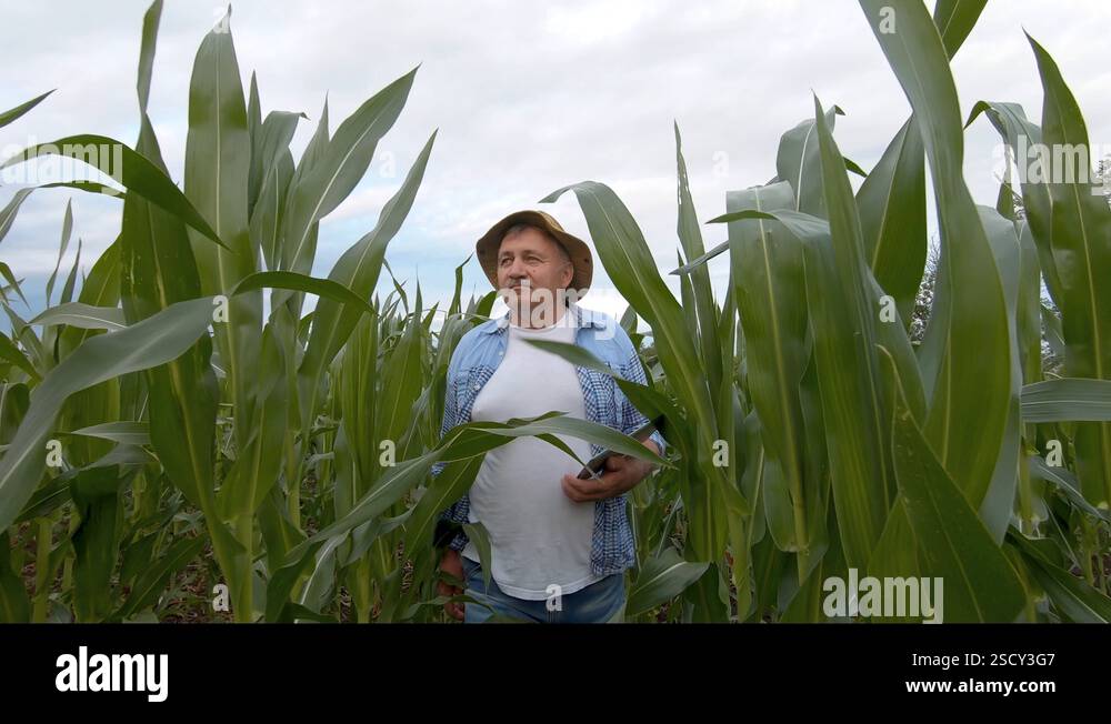Adult farmer holds tablet in the corn field and examining crops ...