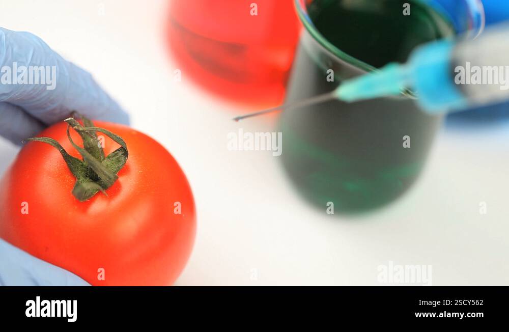 Scientist injecting a product in a tomato Stock Video Footage - Alamy