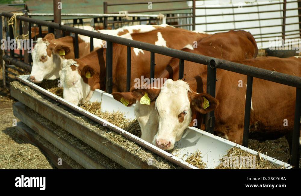 Calf cow bio farm, feed hay grass silage trough, Czech honor Fleckvieh ...