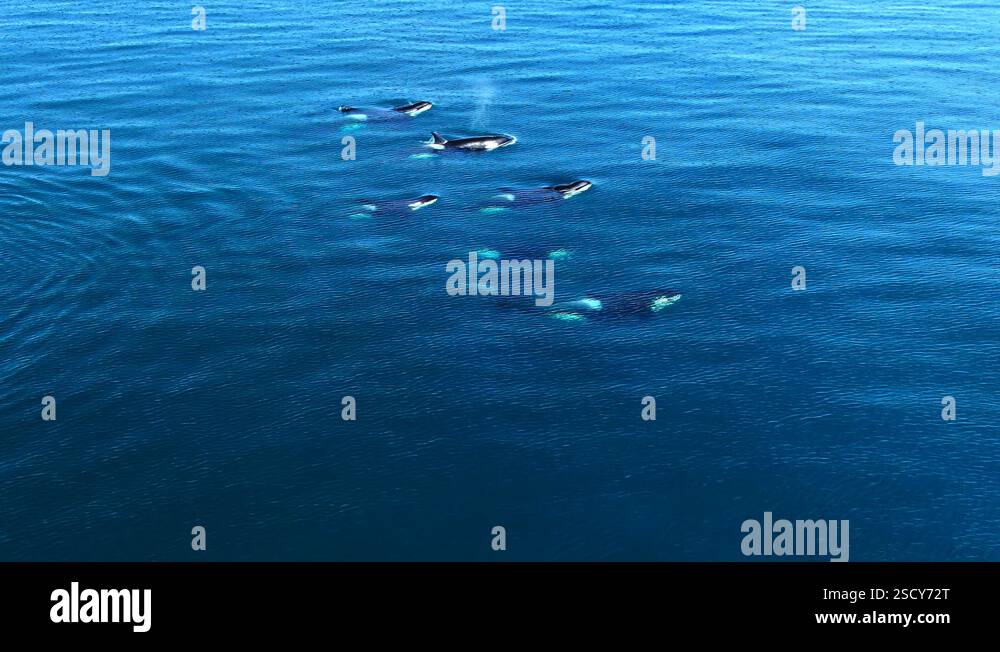 Killer whales Orcinus orca in ocean water, aerial natural background Stock Video Footage - Alamy