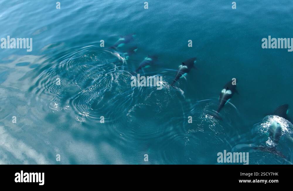 Killer whales Orcinus orca in ocean water, aerial natural background Stock Video Footage - Alamy