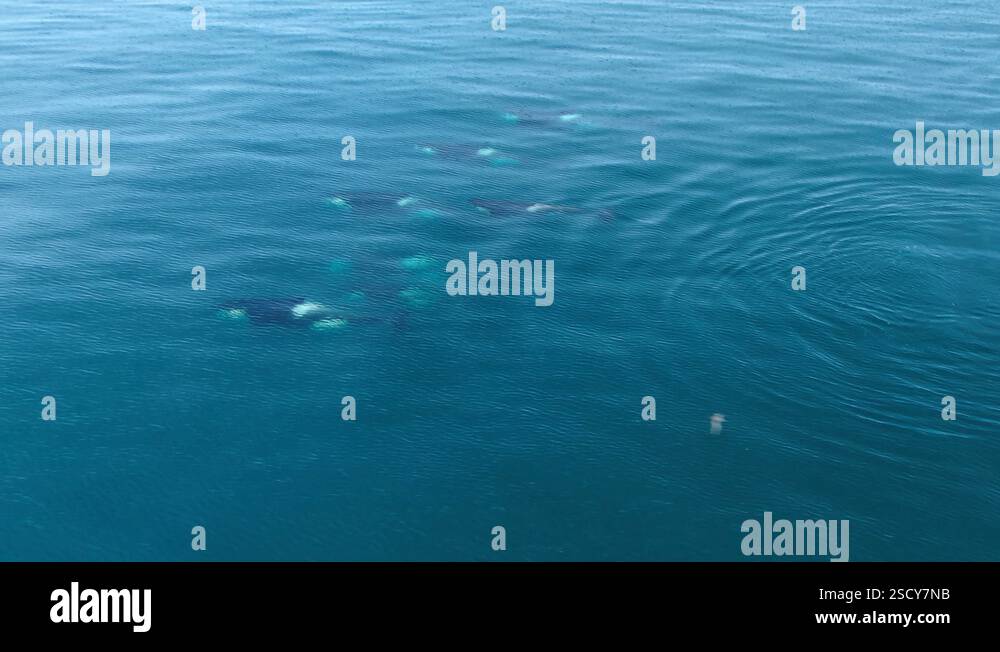 Killer whales Orcinus orca in ocean water, aerial natural background ...