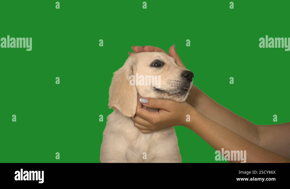 golden retriever puppy and human hand on green screen Stock Video ...