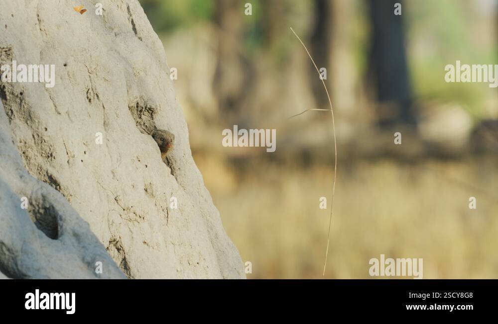 Common dwarf mongoose (Helogale parvula) in burrow in anthill, wide ...