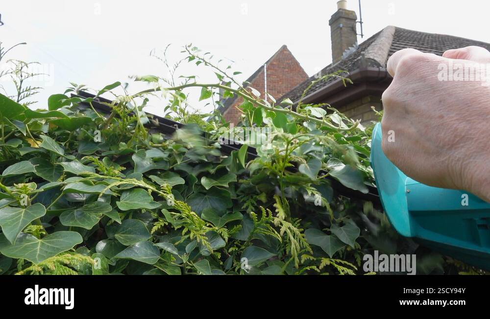 Electric trimmer cutting a hedge Stock Video Footage - Alamy