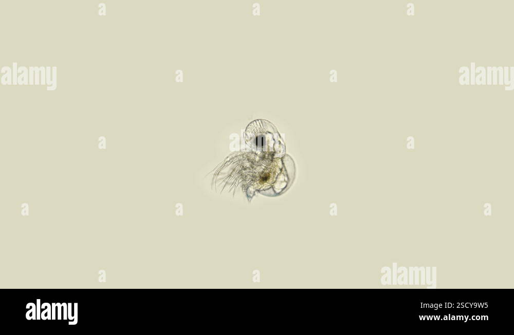 Black Sea plankton and zooplankton under a microscope, small Cladocera ...