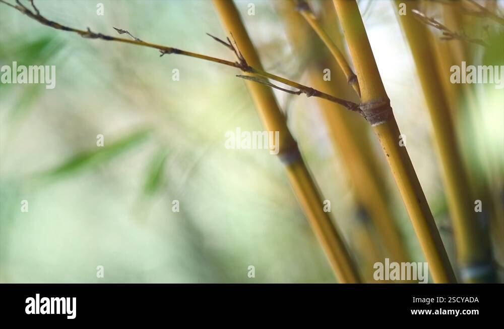 Bamboo forest. Growing bamboo in japanese garden swaying on wind. Slow ...