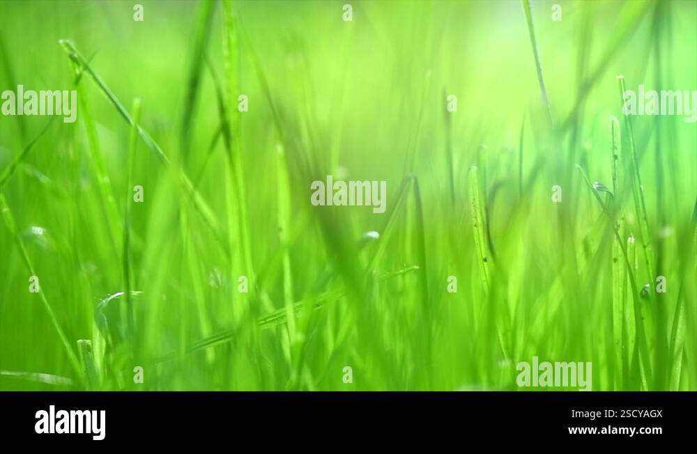Grass lawn closeup. Blurred fresh soft grass background. Environment ...