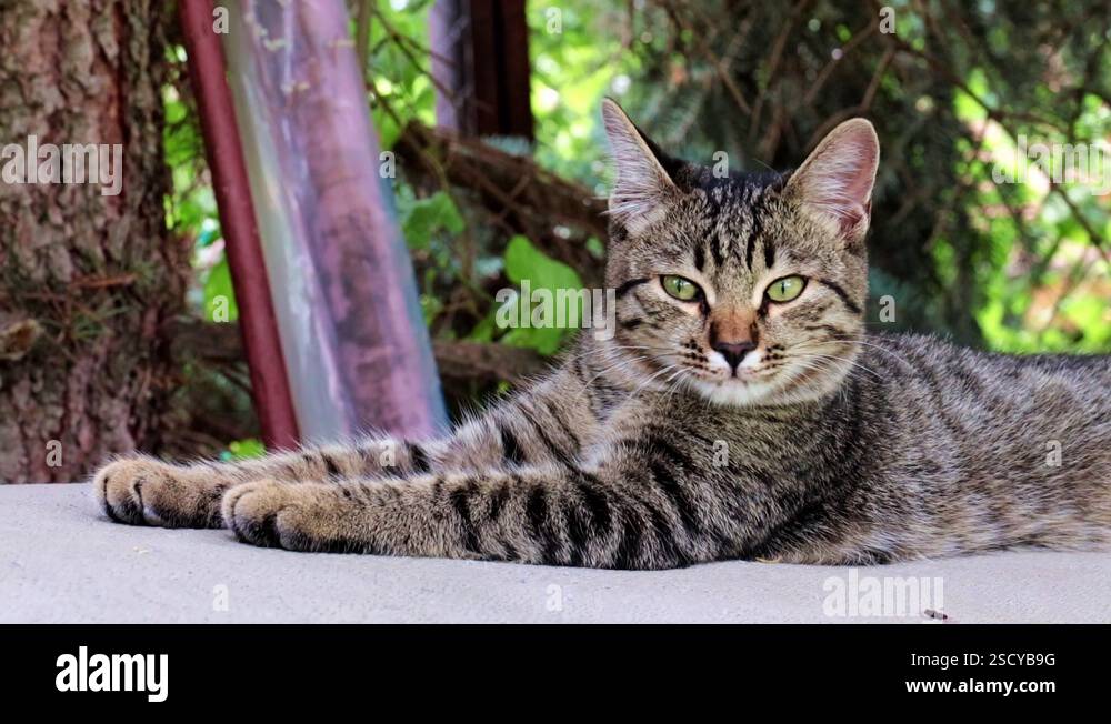 street wild cat Stock Video Footage - Alamy