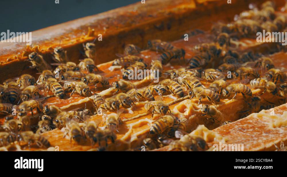 Slow motion close up of an apiarist with full equipment checking the ...