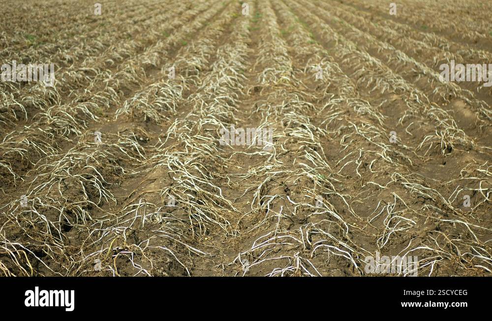 Drought dry field land potato leaves Solanum tuberosum potatoes, drying ...