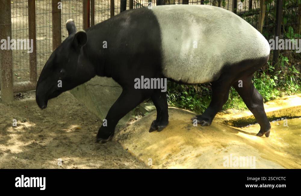 Malayan tapir, Tapirus indicus, Asian tapir, walking. 4K Stock Video ...