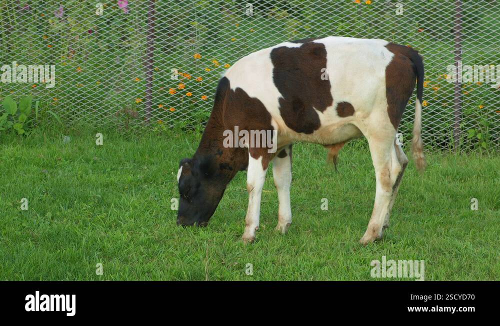 Bull calf is grazing at the backyard in UHD Stock Video Footage - Alamy