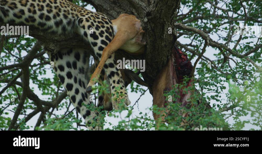 6K Raw - Leopard - with kill in tree, pan from carcass, close shot ...