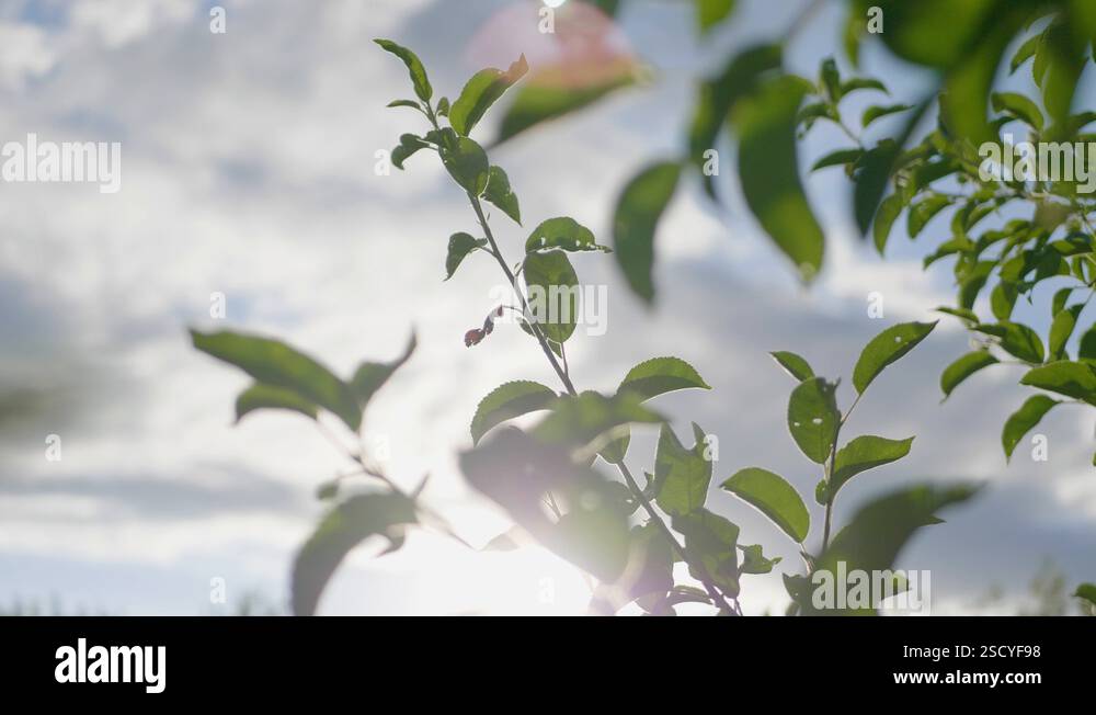 Green leaves are highlighted by sun. Beautiful natural green sunshine ...