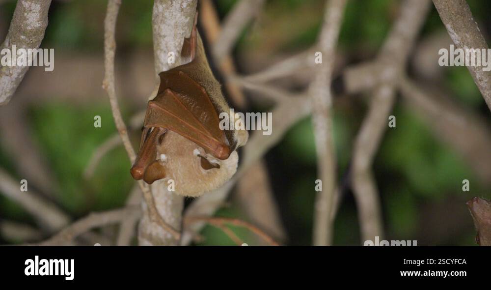 6K Raw - Wahlberg's epauletted fruit bat (Epomophorus wahlbergi ...