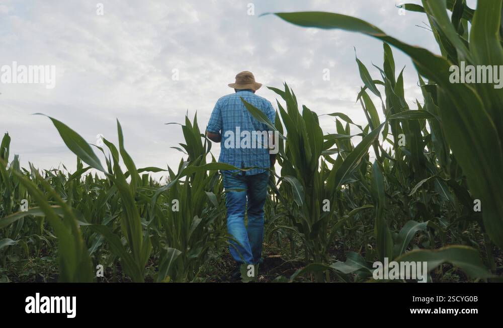 Adult farmer holds tablet in the corn field and examining crops ...