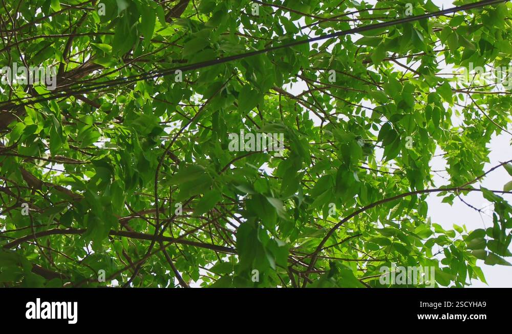 Chestnut leaves waving in the sky Stock Video Footage - Alamy