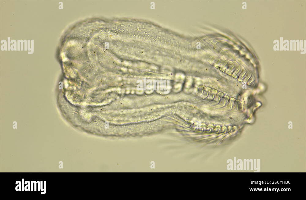 Black Sea plankton and zooplankton under a microscope,, the larva of ...