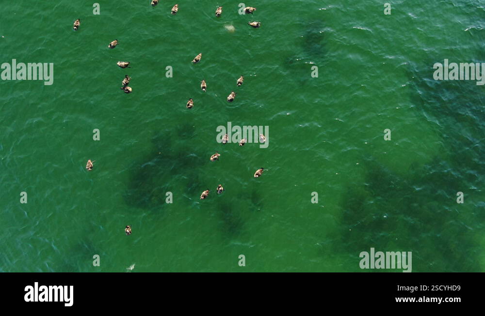 Aerial over head shut of a group of ducks on green water with crane up ...