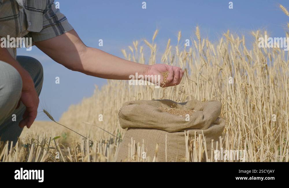 Hands of adult farmer touching and sifting wheat grains in a sack ...