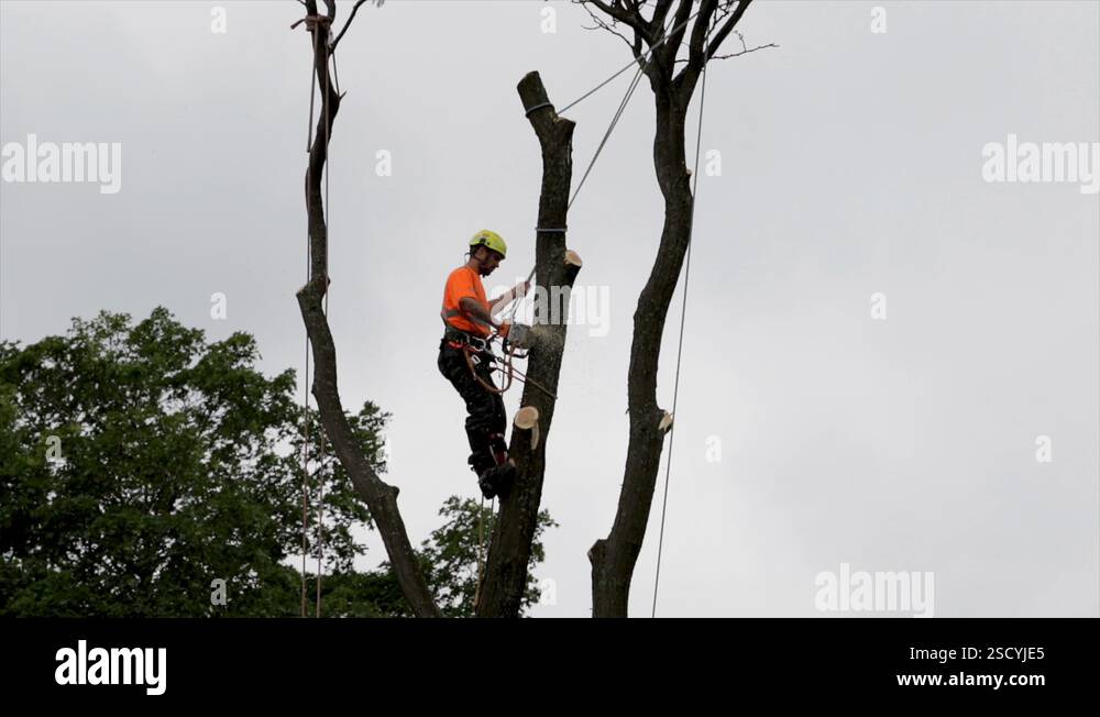 Ontario, Canada 2019: Old tree getting cut down by man using chainsaw ...