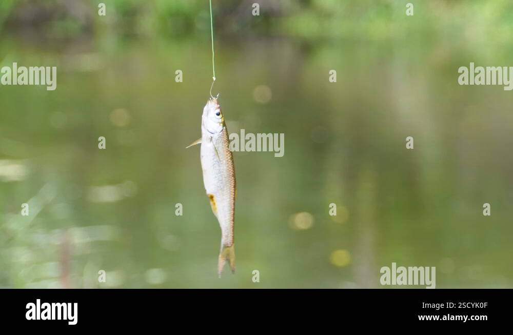 Caught fish dangles on a hook suspended on a fishing line. Fishing ...