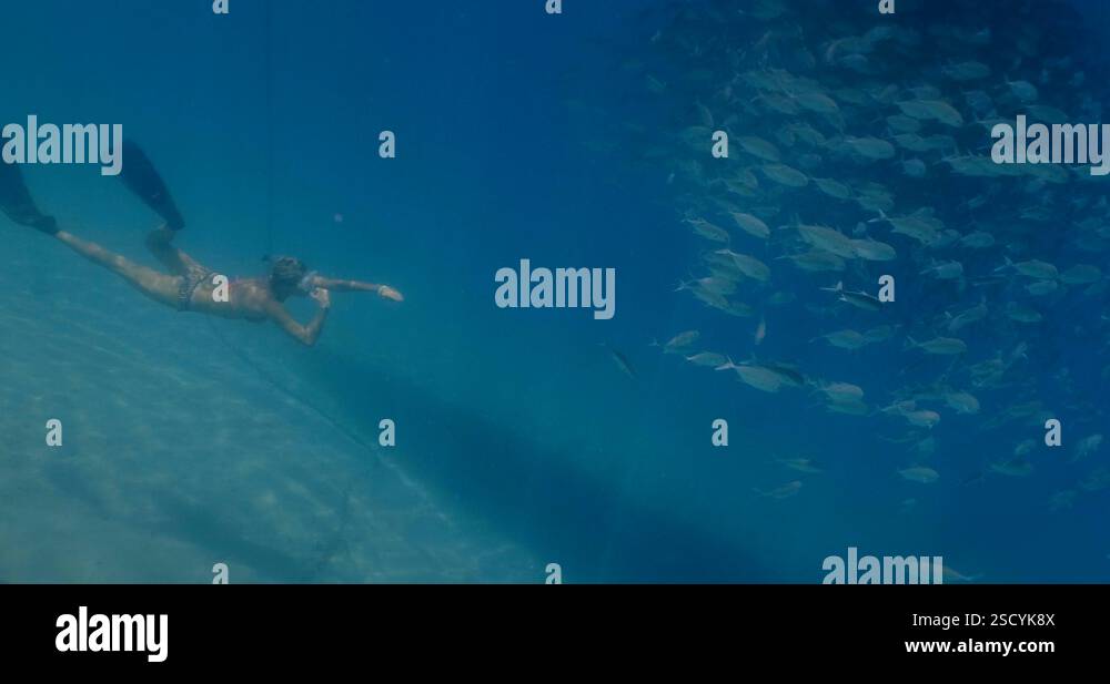 A woman scuba is diving in an ocean in the middle of the fishes Stock ...