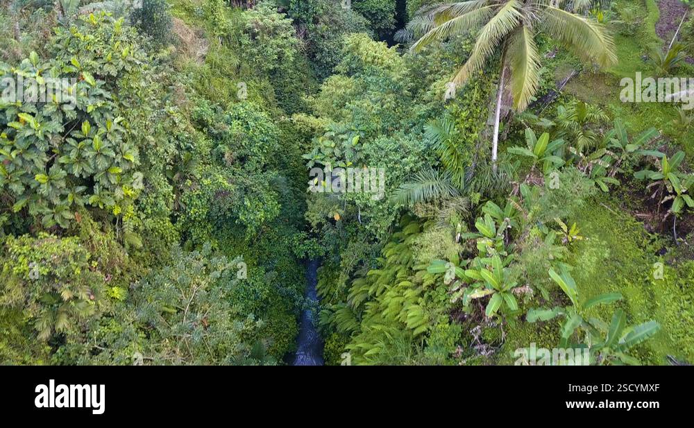 A magnificent forest and the wildest vegetation Stock Video Footage - Alamy
